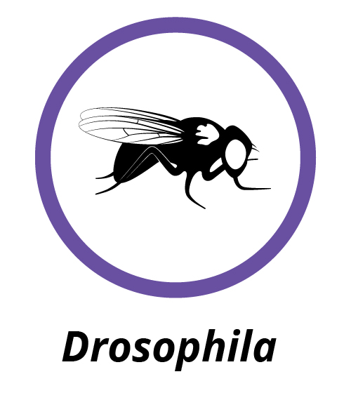 Drosophila + Your Topic – 25th International Worm Meeting